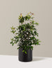 Fragrant Tea Olive Tree for Sale - Enhance Your Garden with Aromatic ...