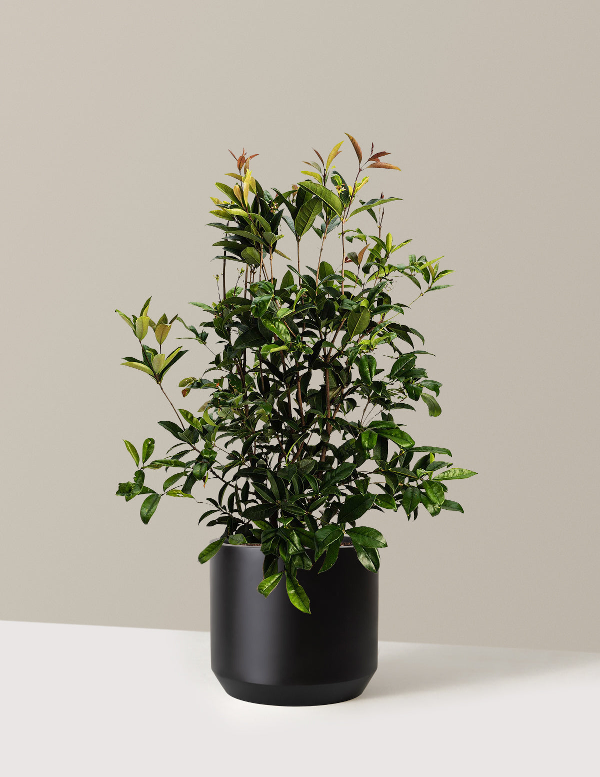 Fragrant Tea Olive Tree for Sale - Enhance Your Garden with Aromatic ...