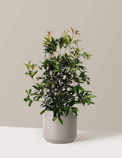 Fragrant Tea Olive Tree for Sale - Enhance Your Garden with Aromatic ...