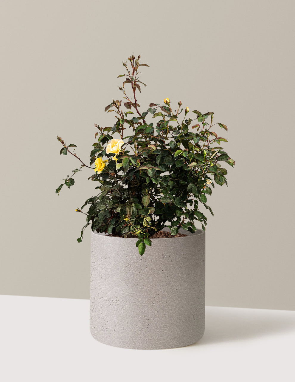 Gumball Goody™ Rose | The Sill
