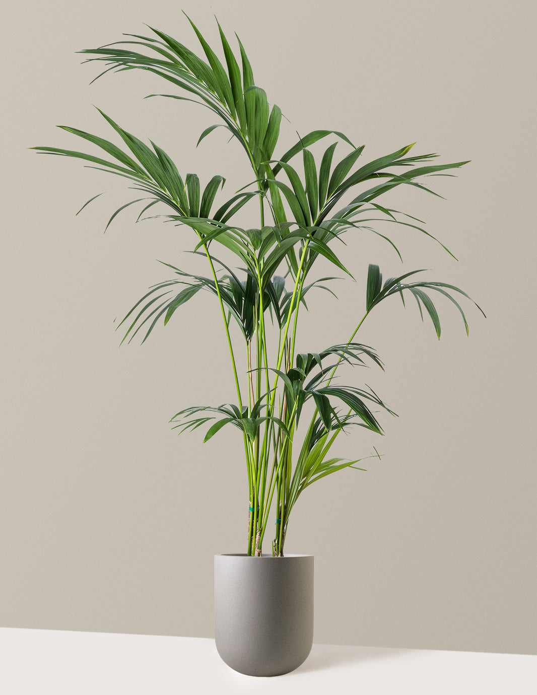 The Sill | Official Site | House Plant Delivery & Biophilic Design