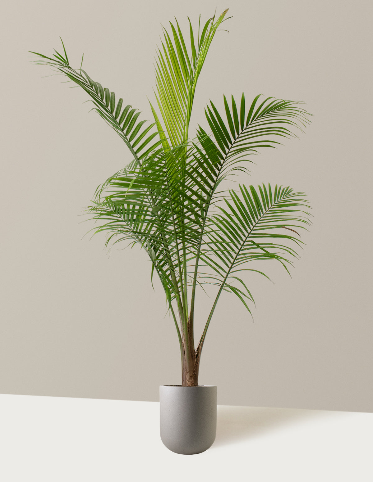 Large Majesty Palm | Indoor Plants & Houseplants for Delivery | The Sill