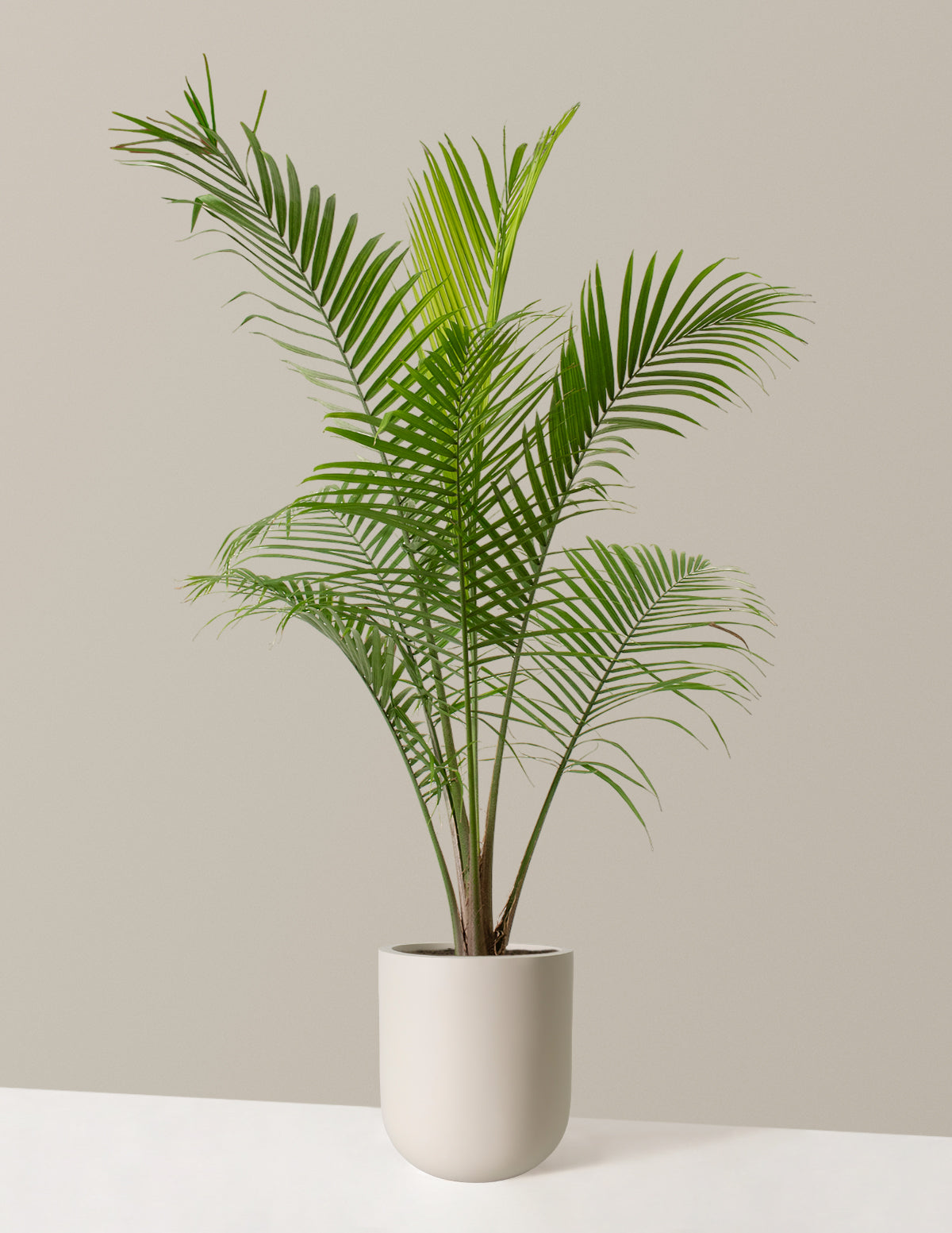 Large Majesty Palm | Indoor Plants & Houseplants for Delivery | The Sill