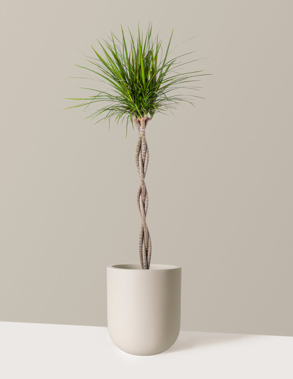 Dracaena Marginata Braided | Large Houseplants for Delivery | The Sill