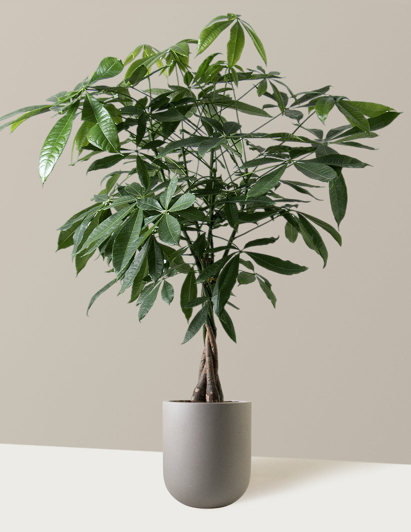 Money Tree Plant | Tropical Indoor Plants & Houseplants for Delivery ...