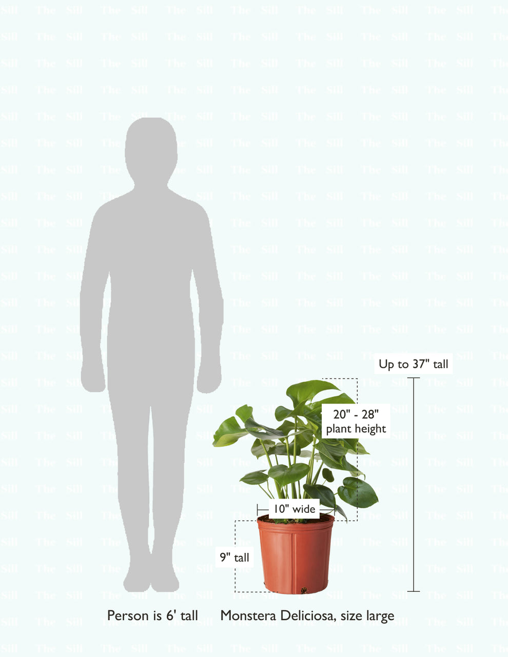 Monstera Deliciosa | Tropical Indoor Plants & Houseplants | The Sill