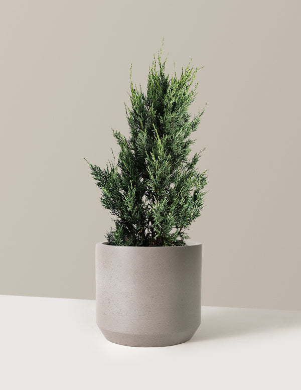 Moonglow Juniper Tree | The Sill