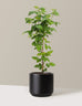 Nova Red Raspberry Plant | The Sill