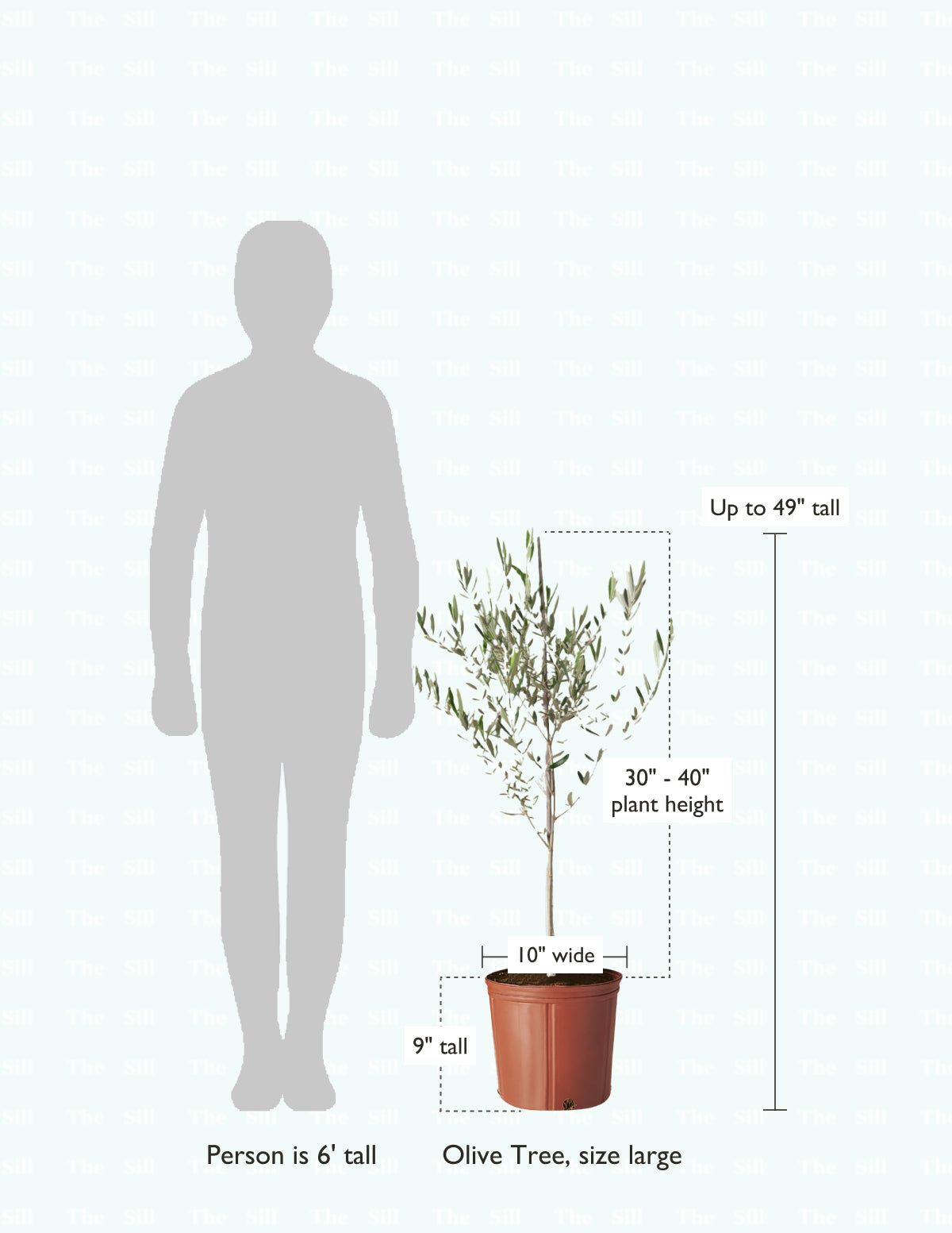 Olive Tree (Olea Europaea) Indoor Houseplant | Unique Plants for ...