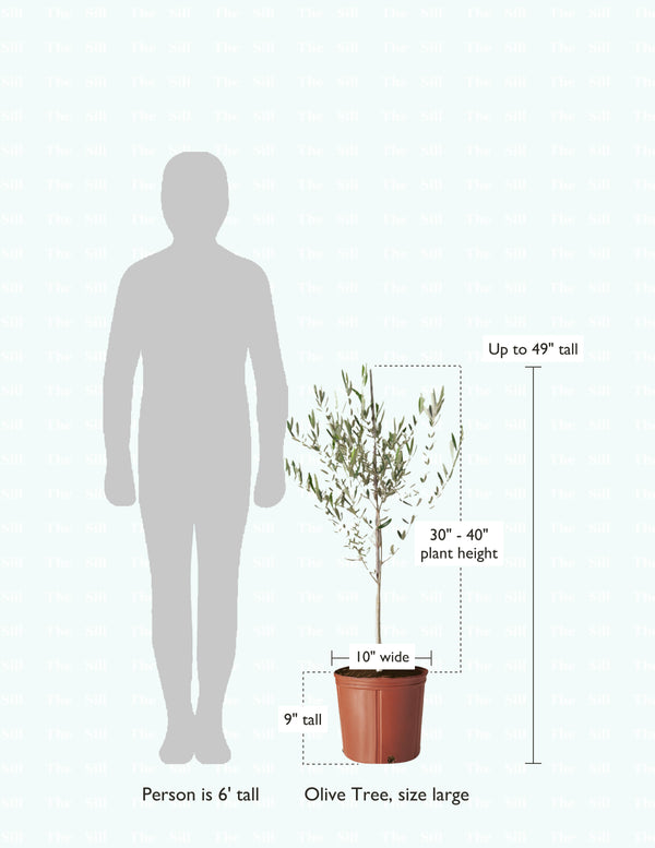 Olive Tree (Olea Europaea) Indoor Houseplant | Unique Plants for ...