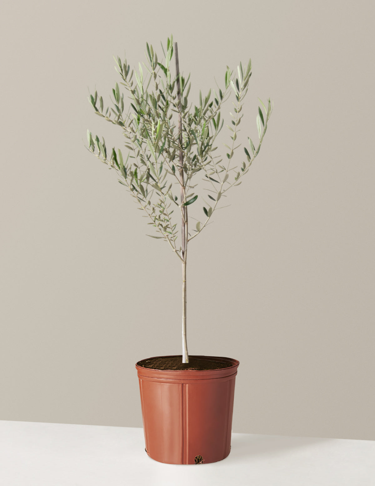 Olive Tree (Olea Europaea) Indoor Houseplant | Unique Plants for ...