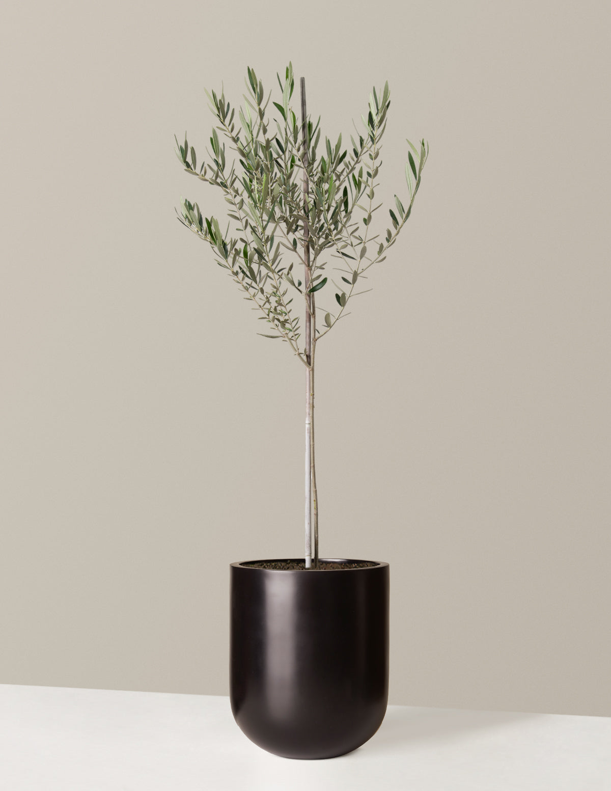 Olive Tree (Olea Europaea) Indoor Houseplant | Unique Plants for ...