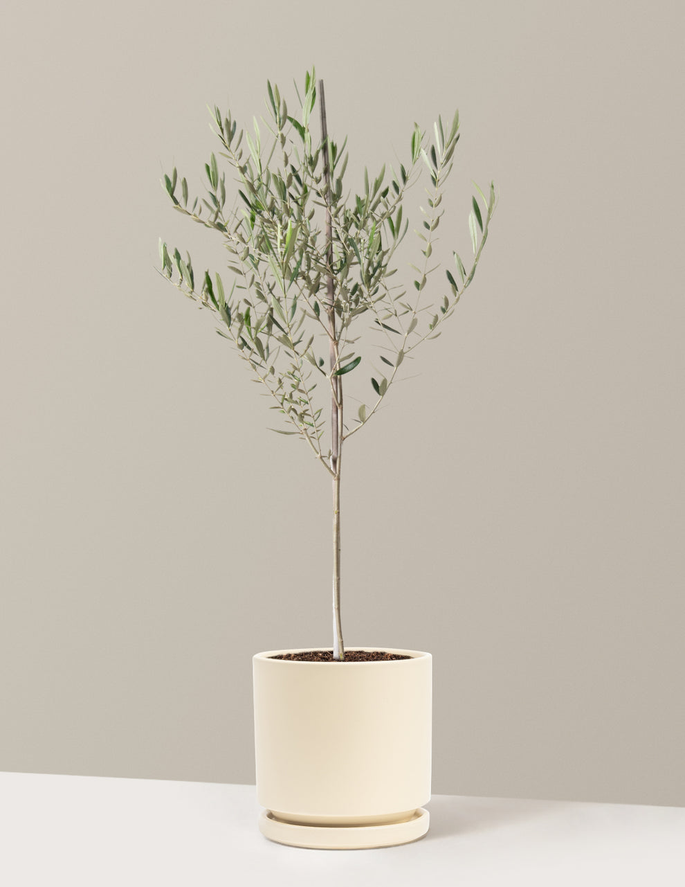Olive Tree (Olea Europaea) Indoor Houseplant | Unique Plants for ...