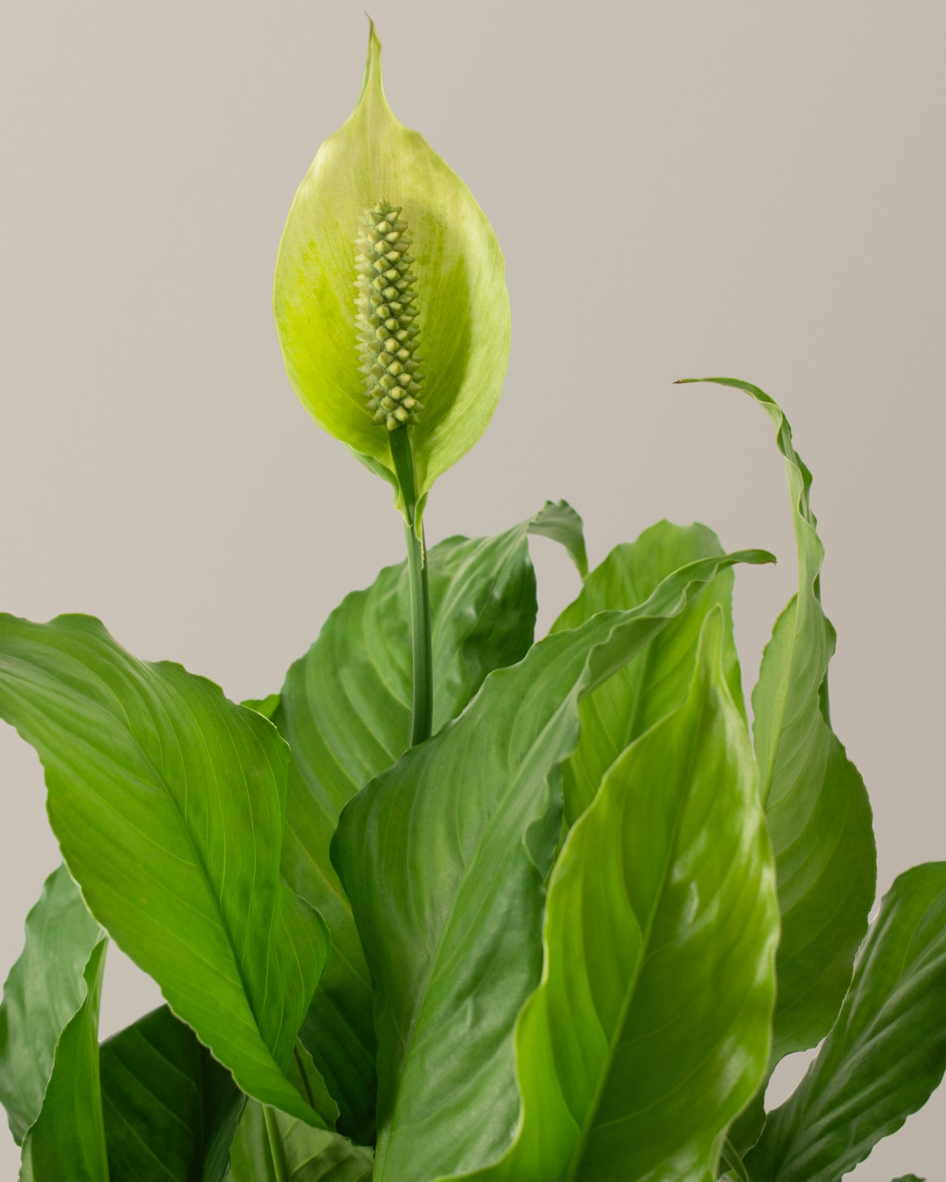 Large Peace Lily | Large Houseplants for Delivery | The Sill