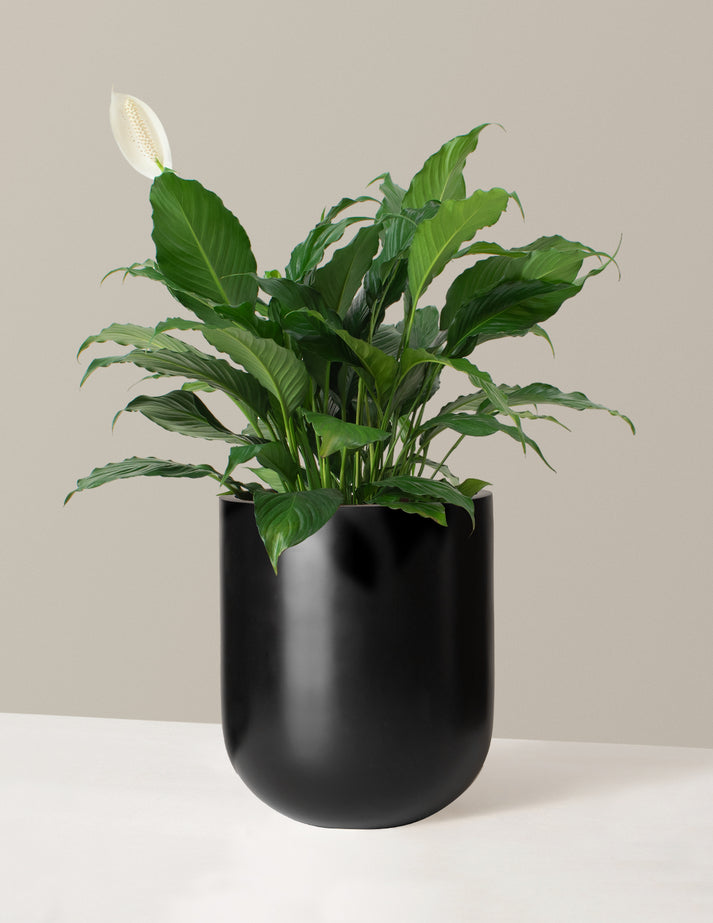 Large Peace Lily | Large Houseplants for Delivery | The Sill