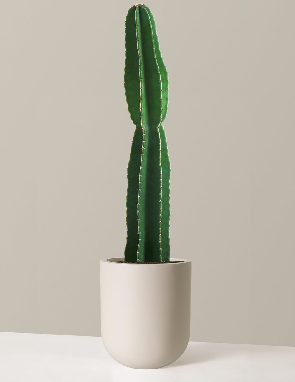 Large Peruvian Apple Cactus | Succulents & Houseplants for Delivery ...