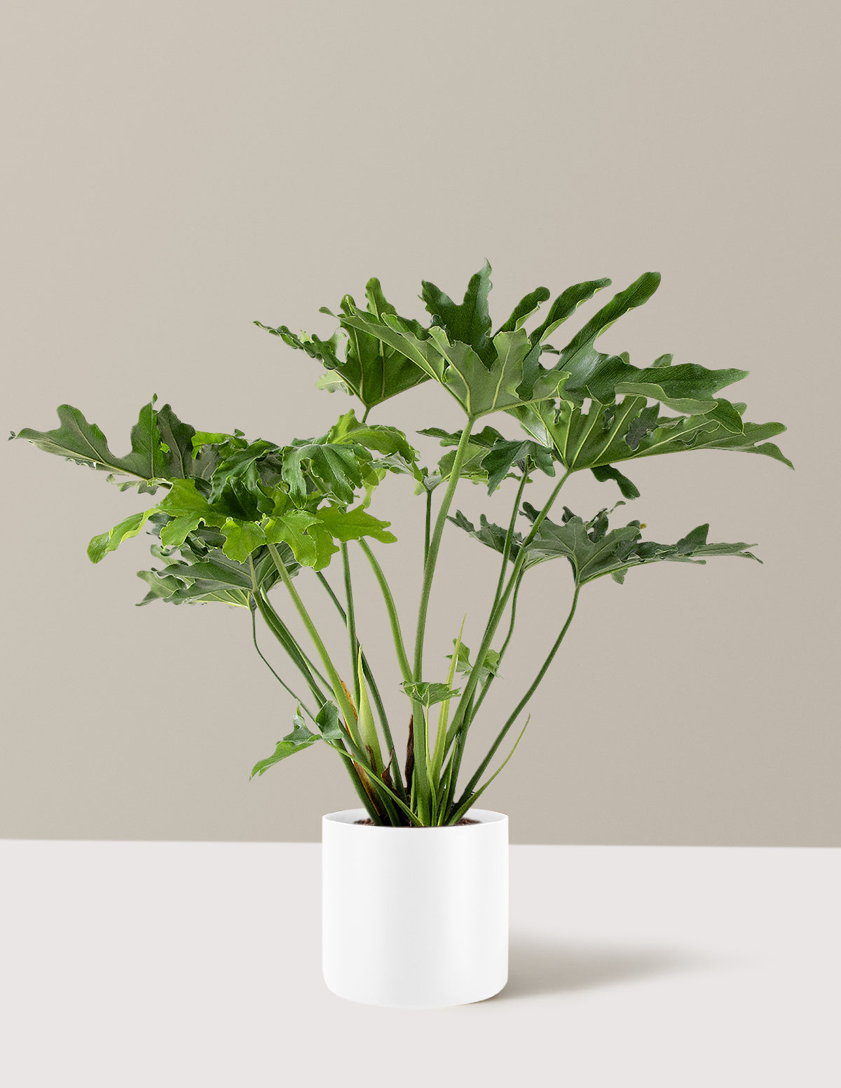 Large Philodendron Selloum "Hope" | Indoor Plants & Houseplants | The Sill