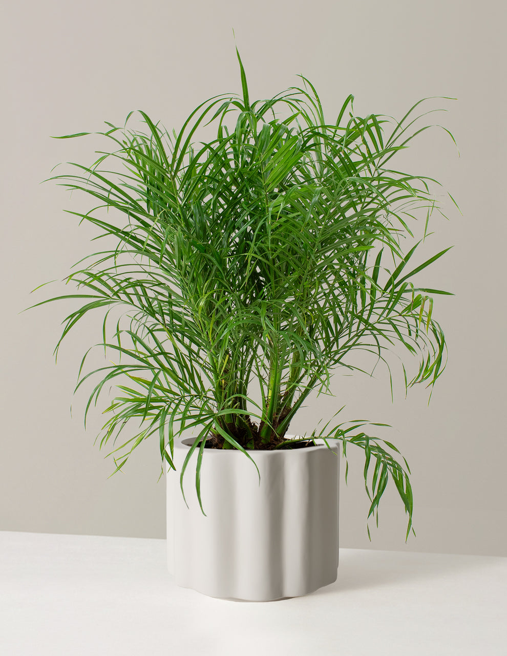 Pygmy Date Palm | Indoor Plants & Houseplants for Delivery | The Sill