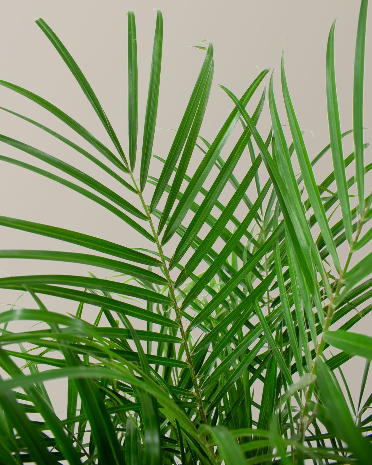 Pygmy Date Palm | Indoor Plants & Houseplants for Delivery | The Sill