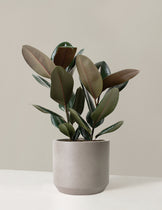 Large Rubber Tree | Indoor Plants and Houseplants for Delivery | The Sill