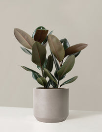 Large Rubber Tree | Indoor Plants and Houseplants for Delivery | The Sill