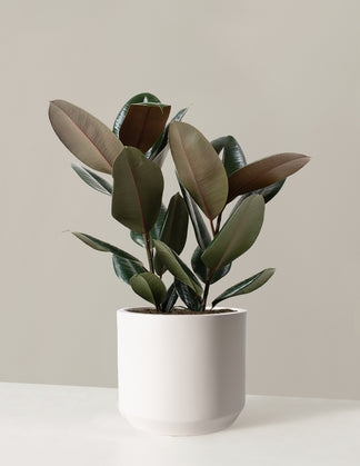 Large Rubber Tree | Indoor Plants and Houseplants for Delivery | The Sill