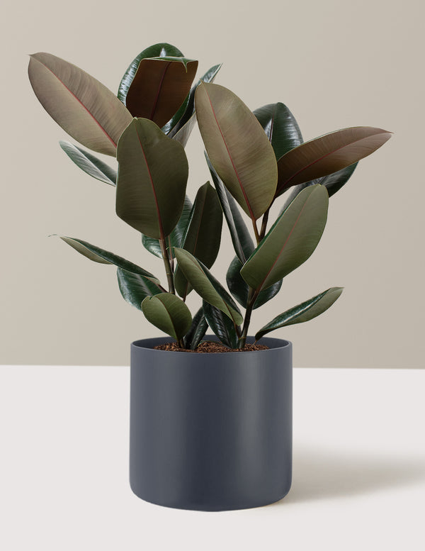Large Rubber Tree | Indoor Plants and Houseplants for Delivery | The Sill