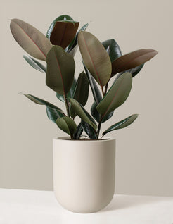 Large Rubber Tree | Indoor Plants and Houseplants for Delivery | The Sill