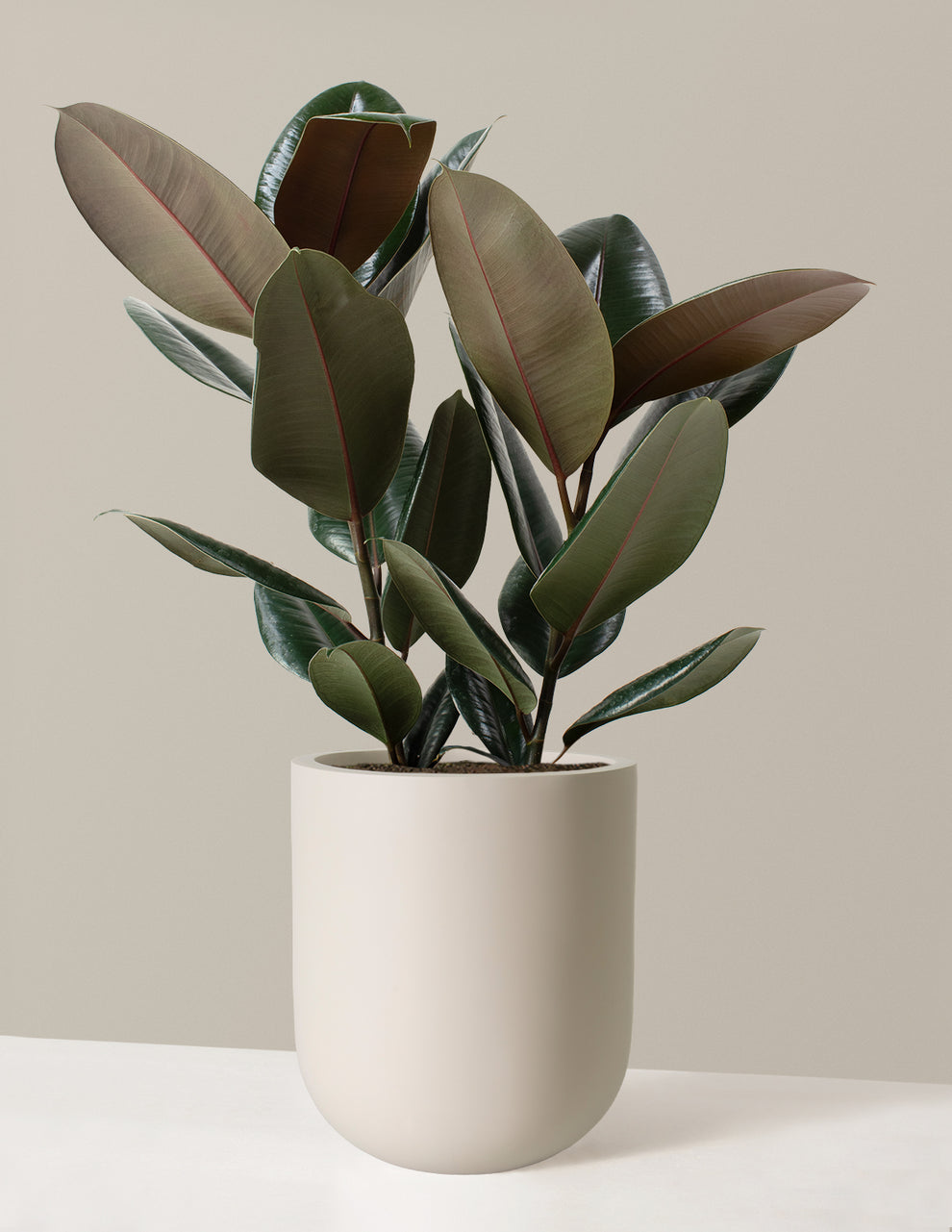 Large Rubber Tree | Indoor Plants and Houseplants for Delivery | The Sill