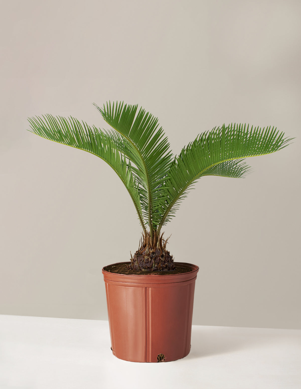 Large Sago Palm | Houseplants for Delivery | The Sill