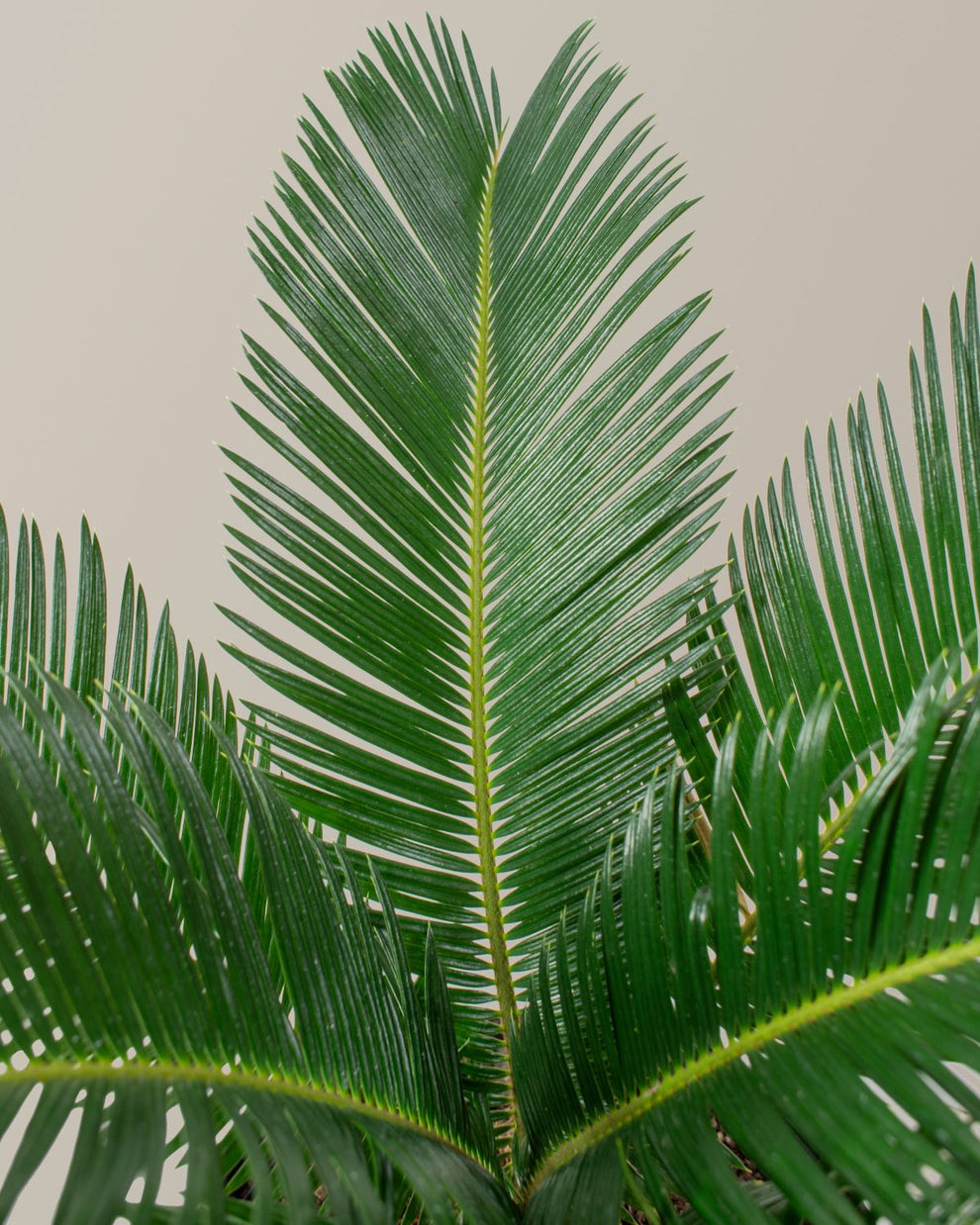 Large Sago Palm | Houseplants for Delivery | The Sill