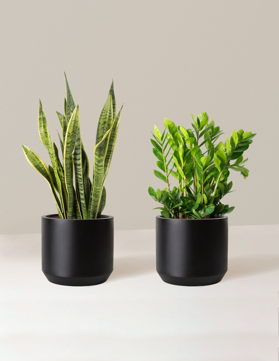 Low-Light Bundle: Snake Plant and ZZ Plant | Indoor Houseplants | The Sill