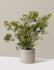 Southern Wax Myrtle | The Sill
