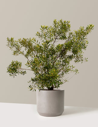 Southern Wax Myrtle | The Sill