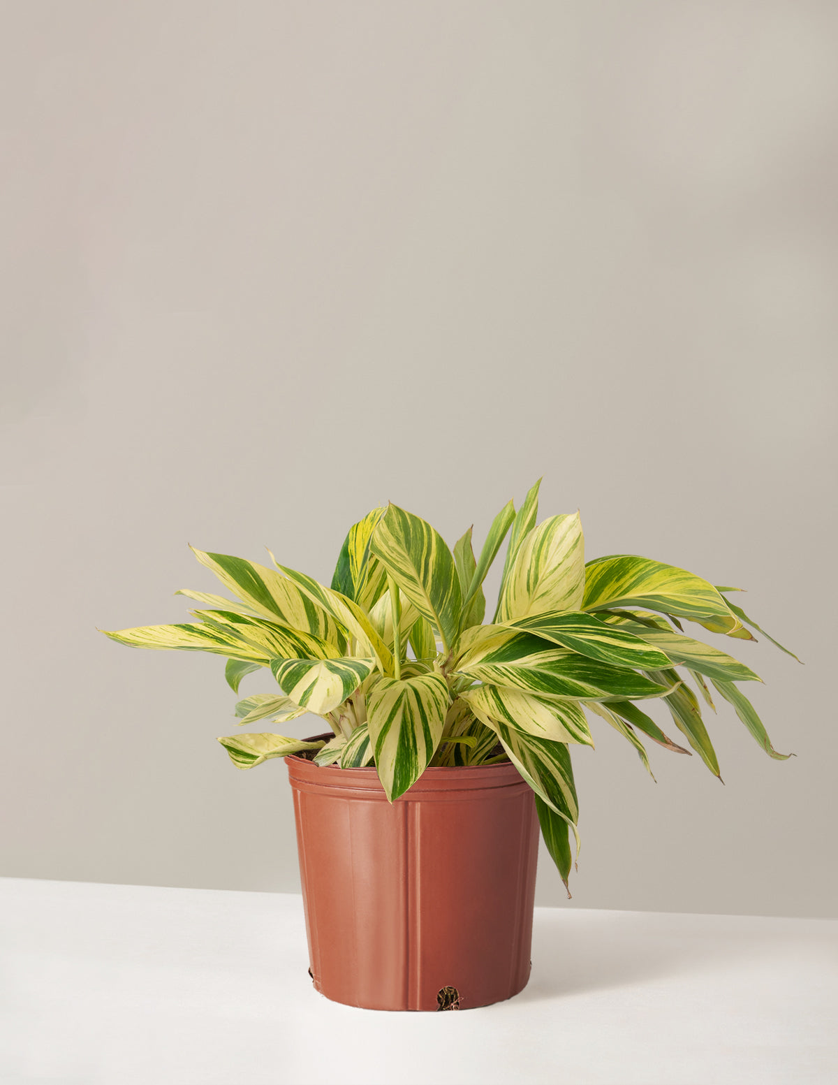 Large Variegated Ginger | Large Houseplants for Delivery | The Sill