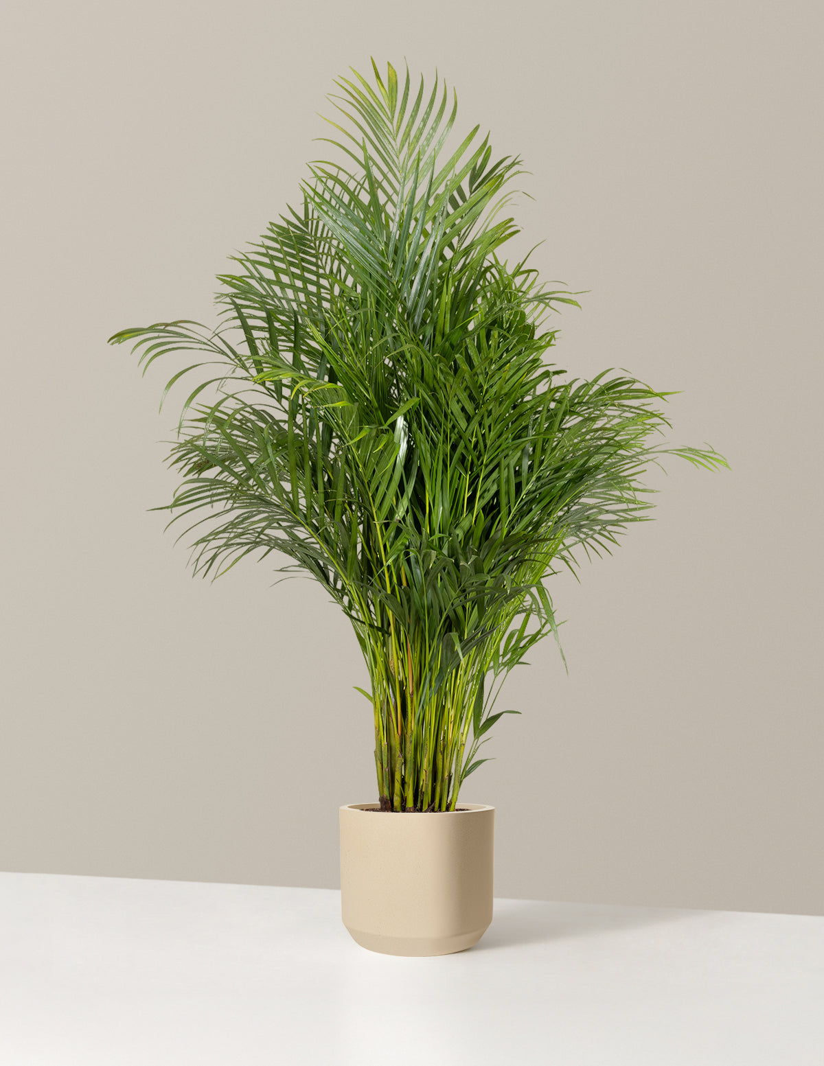 Large Areca Palm | Tropical Indoor Plants & Houseplants for Delivery ...