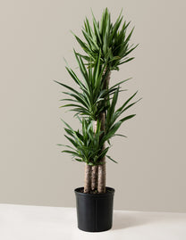 Large Yucca Plant | Tropical Houseplants for Delivery | The Sill