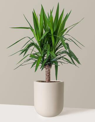 Large Yucca Plant | Tropical Houseplants for Delivery | The Sill