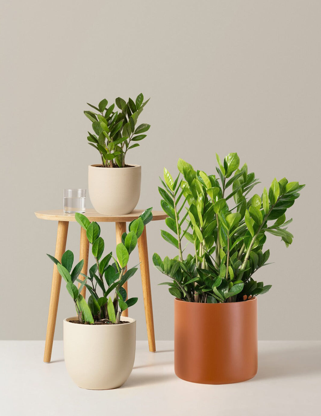The Sill | Official Site | House Plant Delivery & Biophilic Design