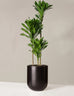Large Dracaena Compacta Cane | Large Houseplants for Delivery | The Sill