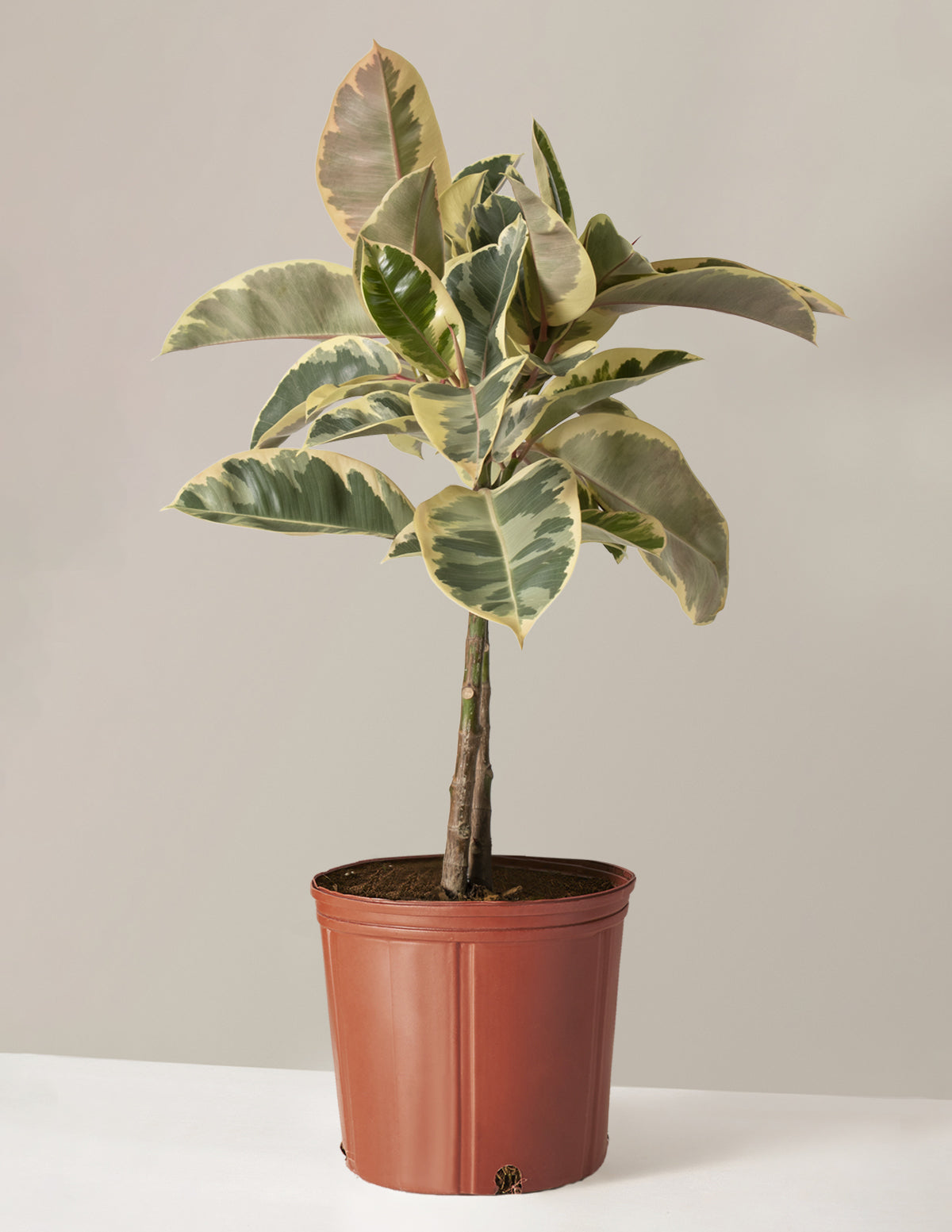Large Ficus Tineke Tree | Indoor Plants for Delivery | The Sill