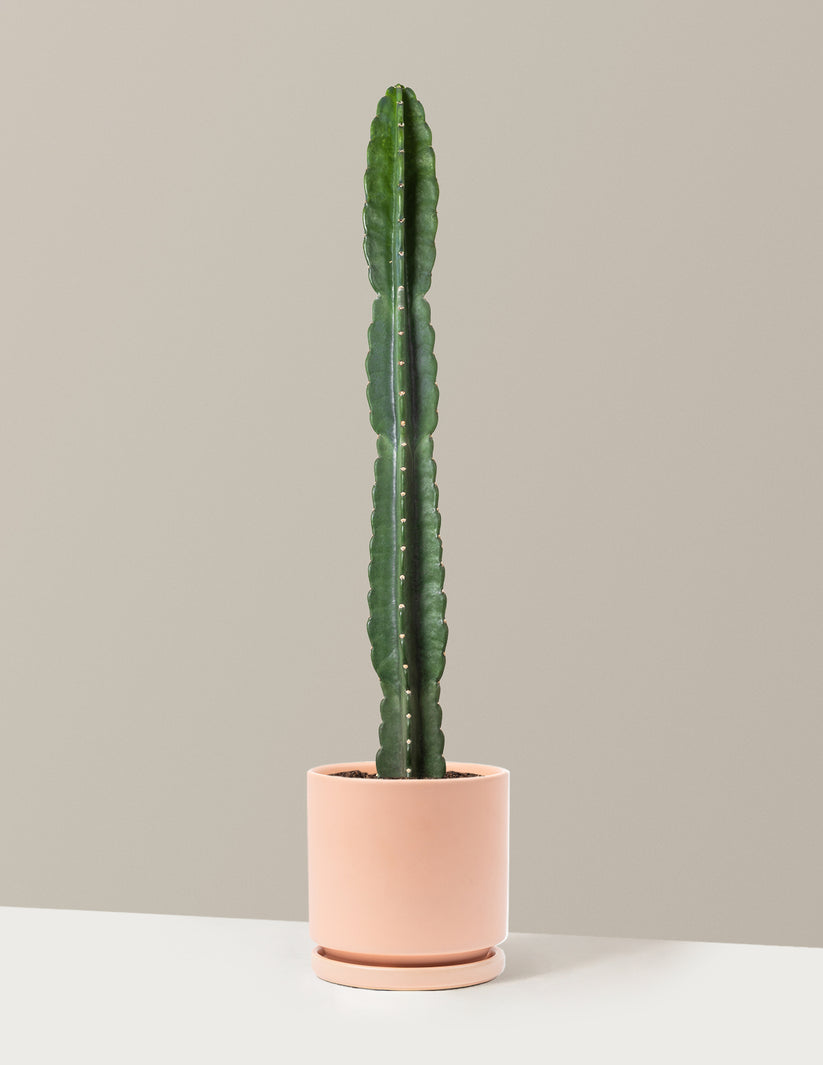 Cuddly Cactus (Cereus Cactus) | Houseplants Safe for Pets Delivery ...