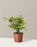 Duke Blueberry Bush | Self-Pollinating Fruit Plant | The Sill