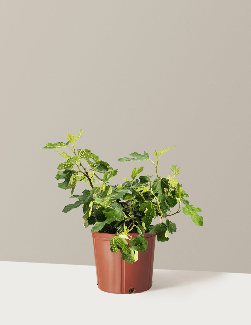 Little Miss™ Figgy | The Sill