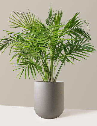 Large Majesty Palm | Indoor Plants & Houseplants for Delivery | The Sill
