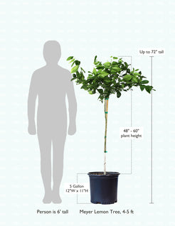 Improved Meyer Lemon Tree | The Sill