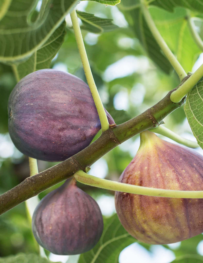 Little Miss™ Figgy | The Sill