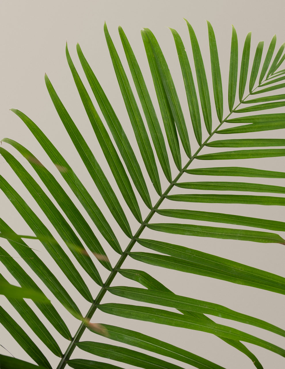 Large Majesty Palm | Indoor Plants & Houseplants for Delivery | The Sill