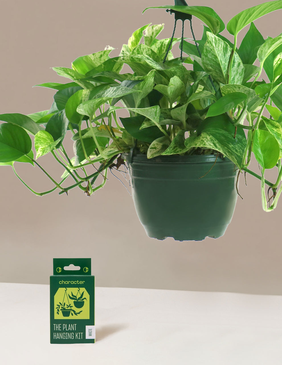 Pothos Marble Queen | Easy, Beginner-Friendly Houseplants | The Sill