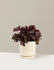 Balboa Sunset® Heuchera | The Sill